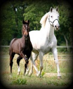 Veroniek STV - Ride With Pride